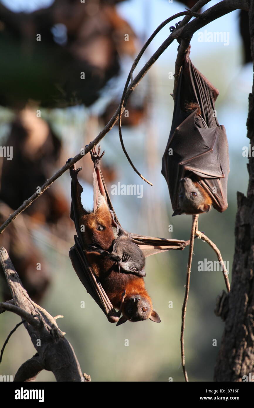 flying fox 4 Stock Photo - Alamy