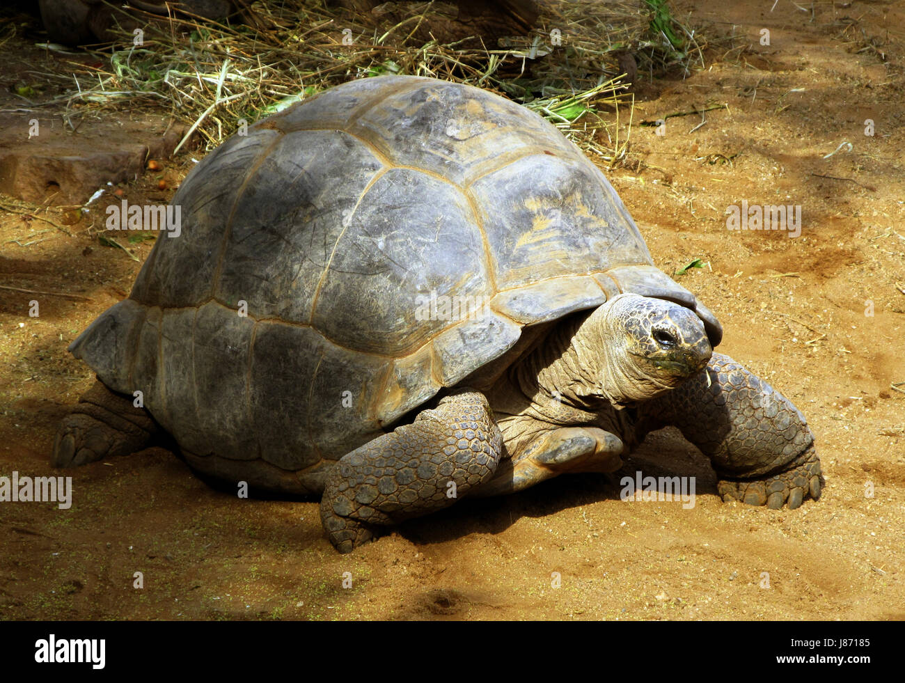 big, large, enormous, extreme, powerful, imposing, immense, relevant ...