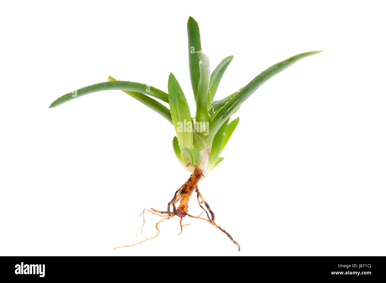 health, juice, herb, plant, leaf, health, isolated, tree, skin, prickle ...