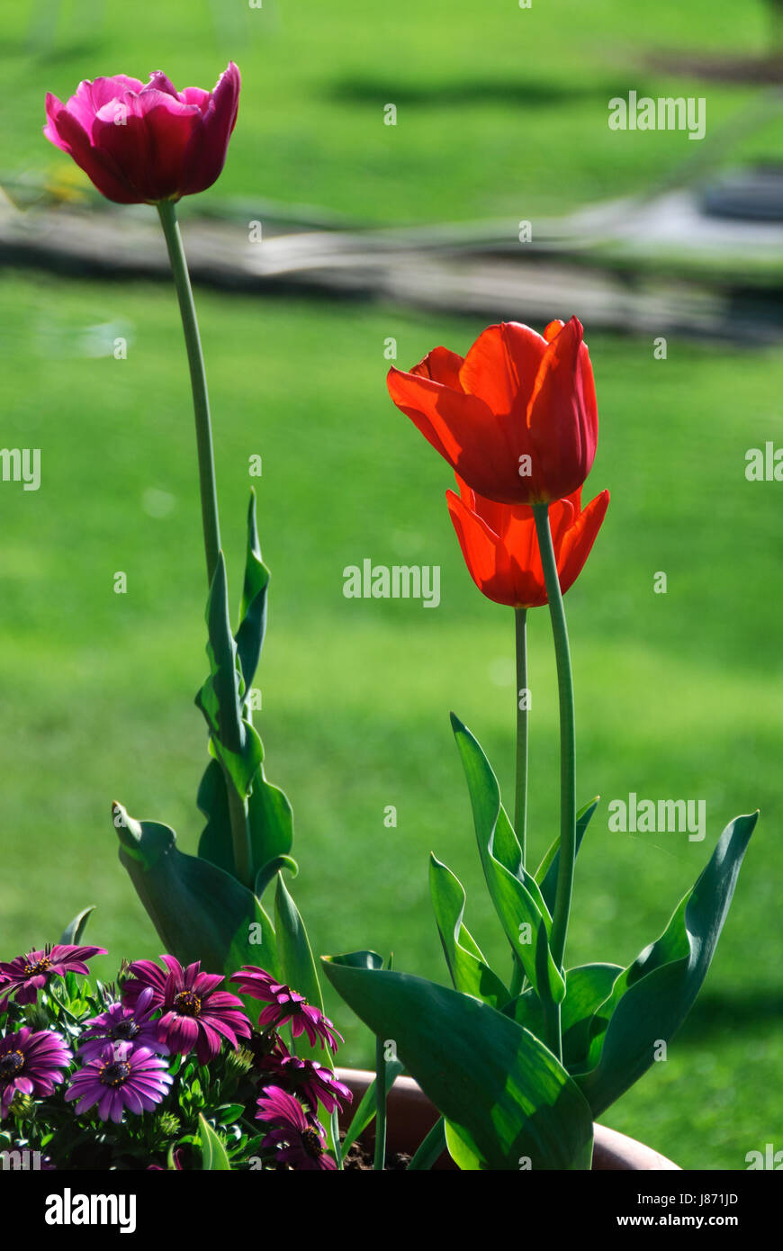 environment, enviroment, colour, flower, flowers, plant, spring, tulip ...