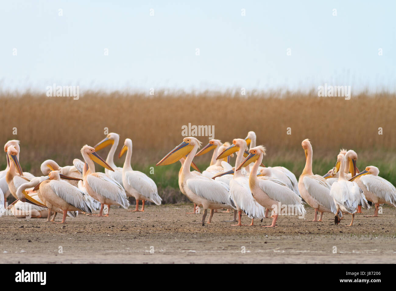 bird, wild, beak, danube, fishing, pelican, reservation, fresh water ...