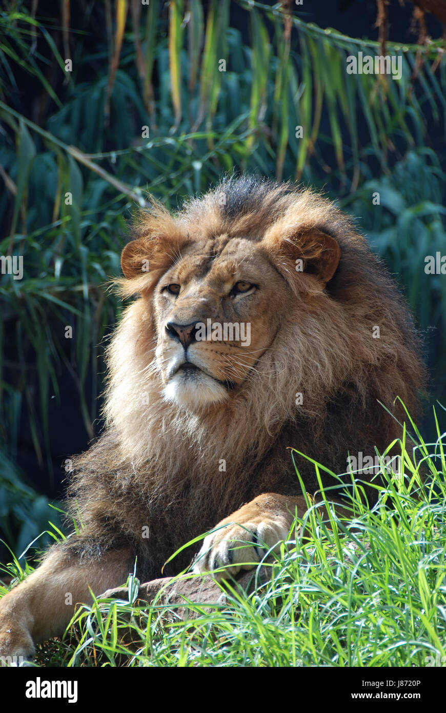 danger, big, large, enormous, extreme, powerful, imposing, immense ...