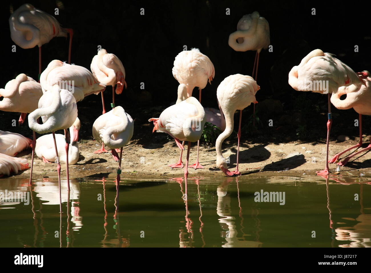 bird, birds, flamingo, animal, bird, green, wild, birds, buzzer ...