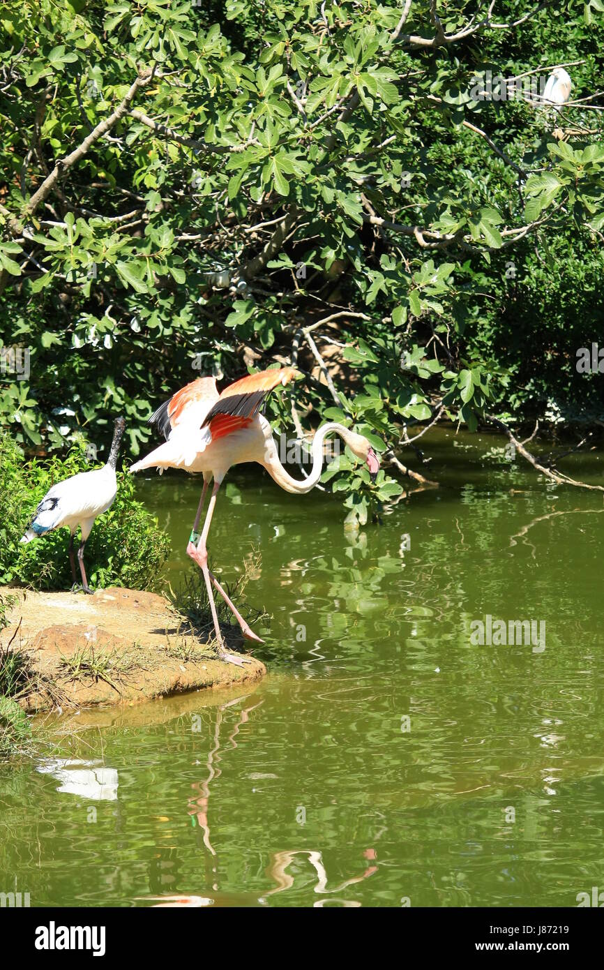 bird, birds, flamingo, animal, bird, green, wild, birds, buzzer ...