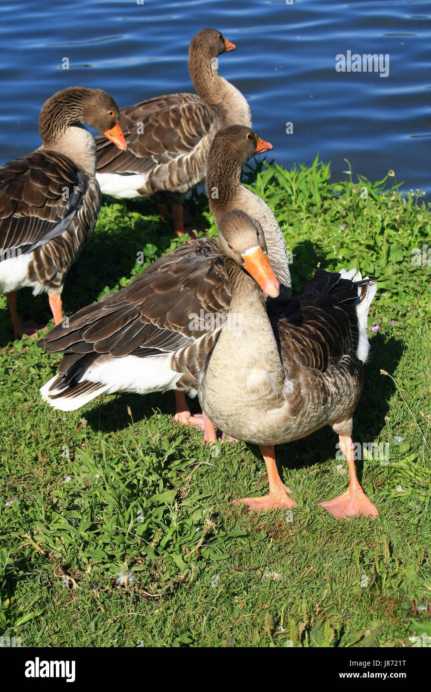bird, agriculture, farming, birds, geese, feather, nature, animal, bird ...