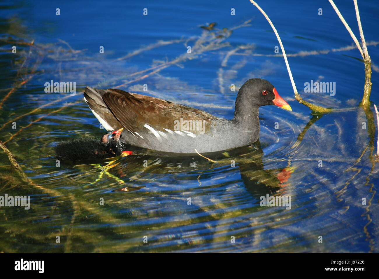 bird, birds, fresh water, pond, water, chick, nature, closeup, bird ...