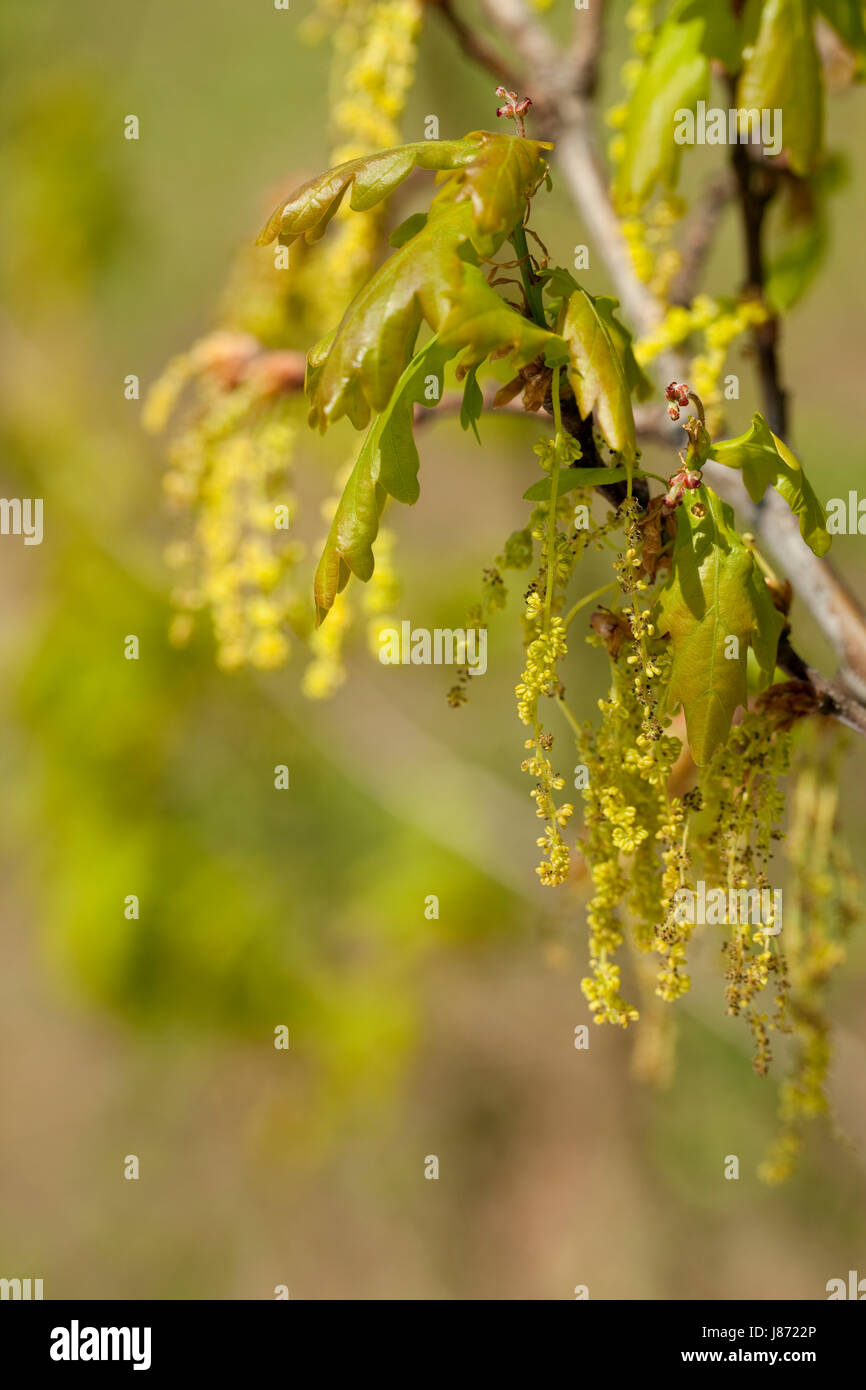 tree, deciduous tree, oak, branch, developed, plant, closeup, tree ...