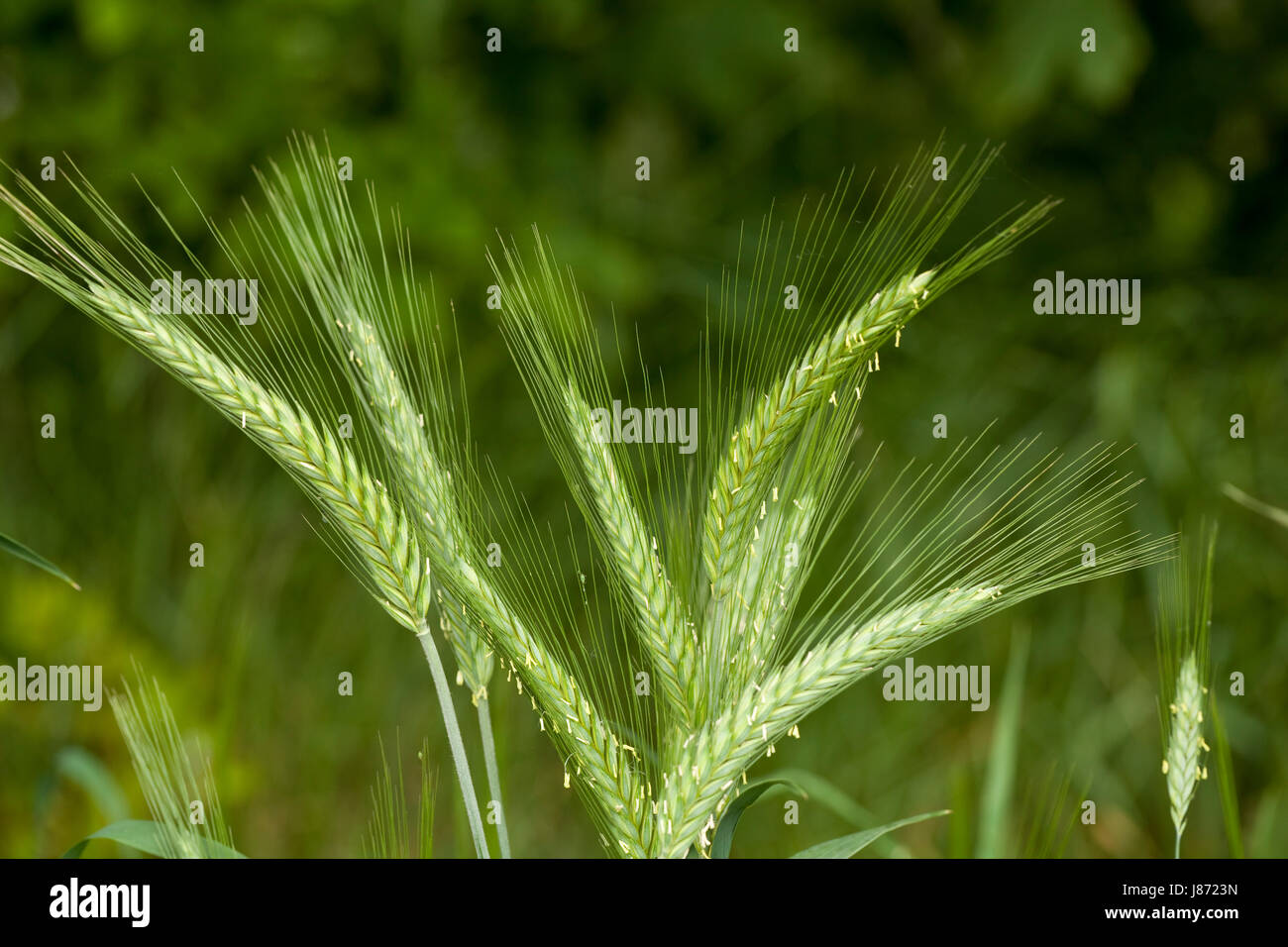 big, large, enormous, extreme, powerful, imposing, immense, relevant ...