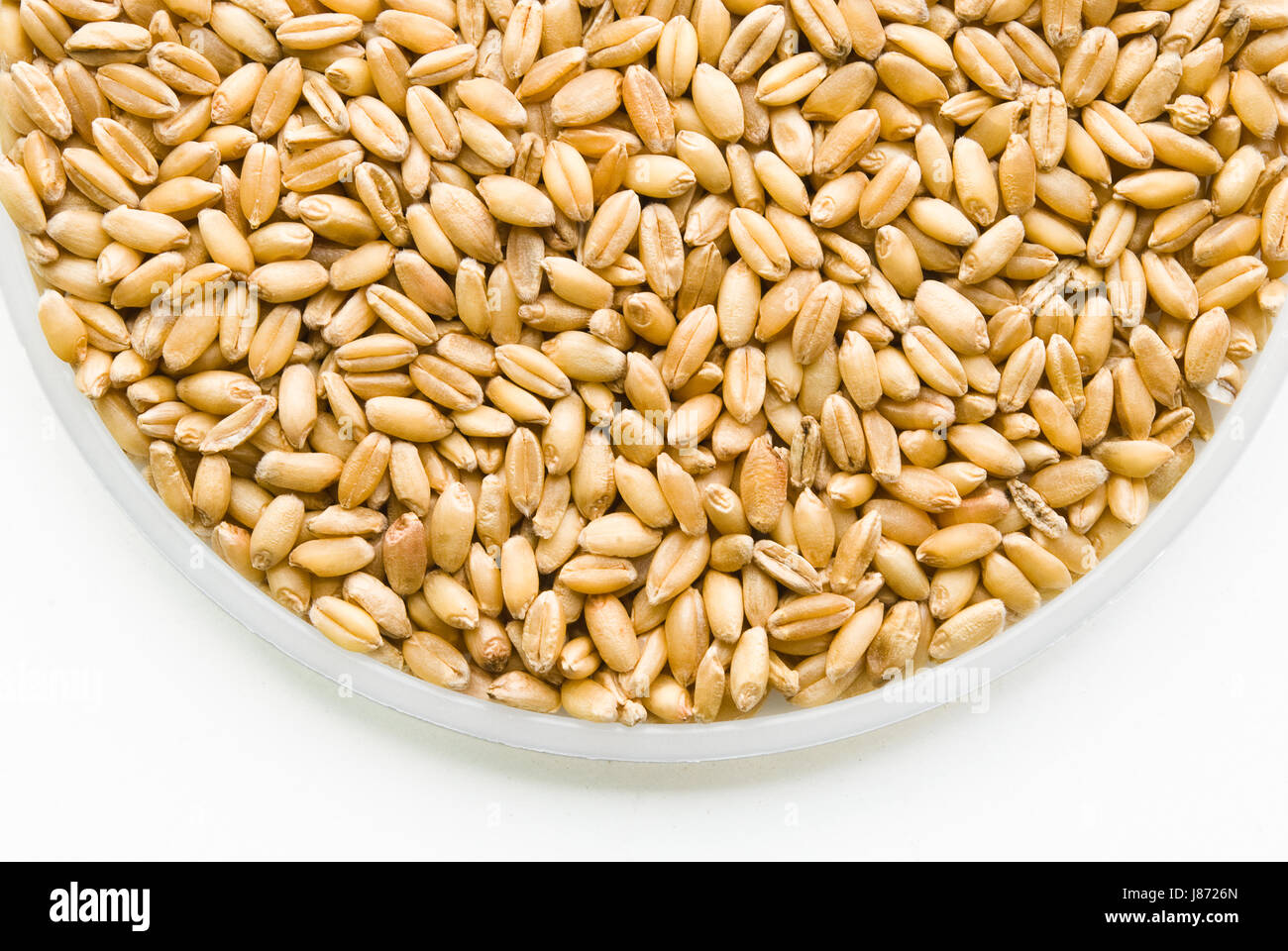 gold wheat texture on white background Stock Photo - Alamy