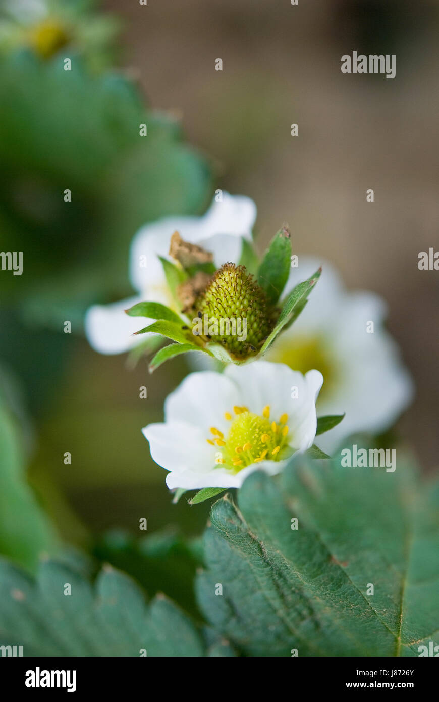 White strawberry flower hi-res stock photography and images - Alamy