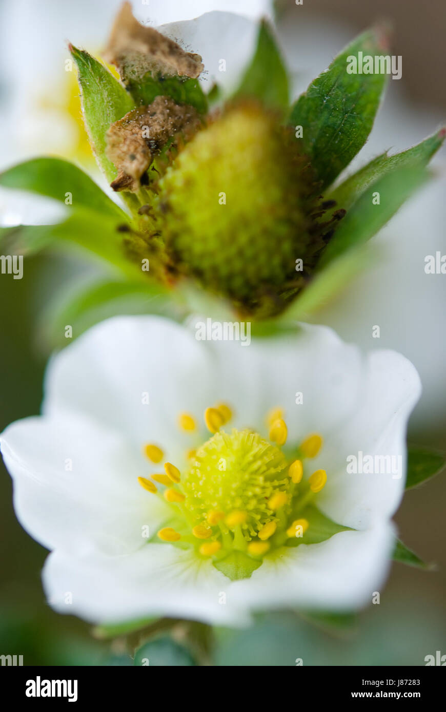 close up white strawberry flower Stock Photo - Alamy