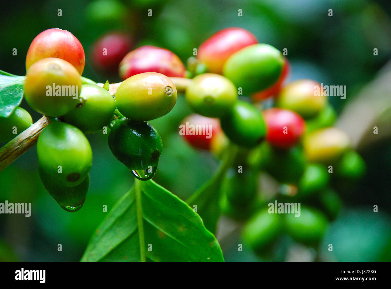 ripen coffee on stem Stock Photo - Alamy
