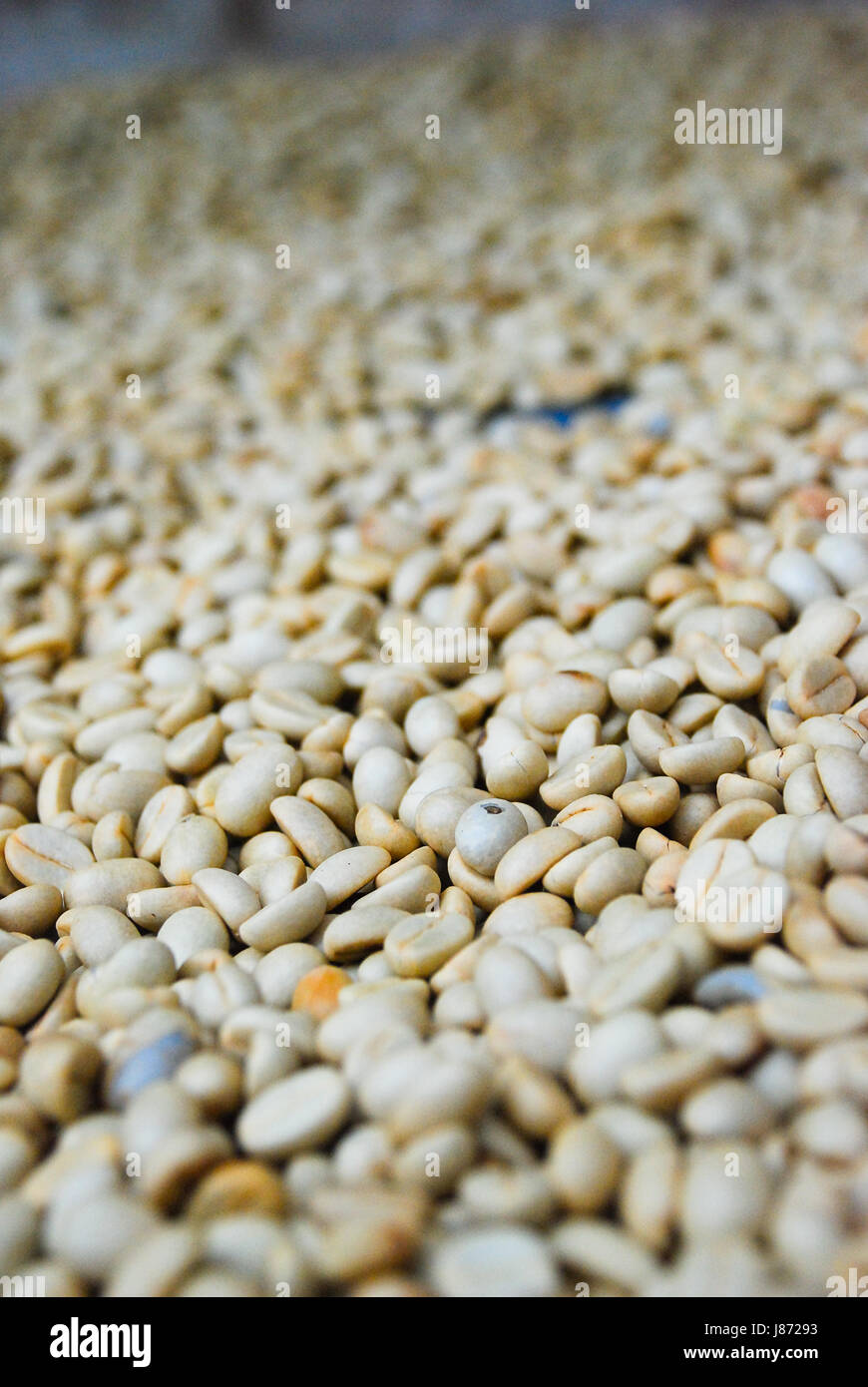 Yellow raw coffee bean on grate Stock Photo - Alamy