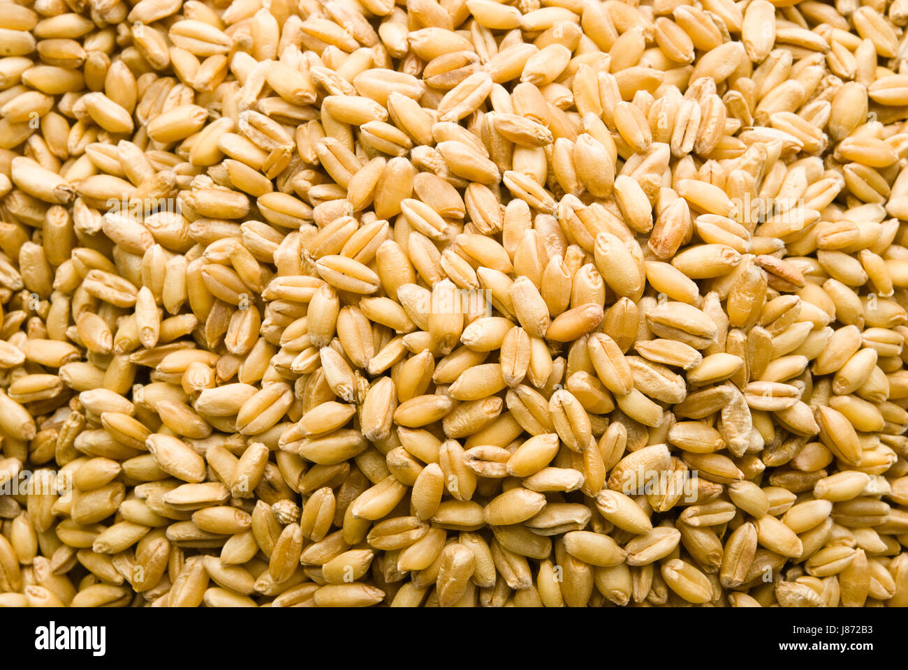 gold wheat texture on white background Stock Photo - Alamy