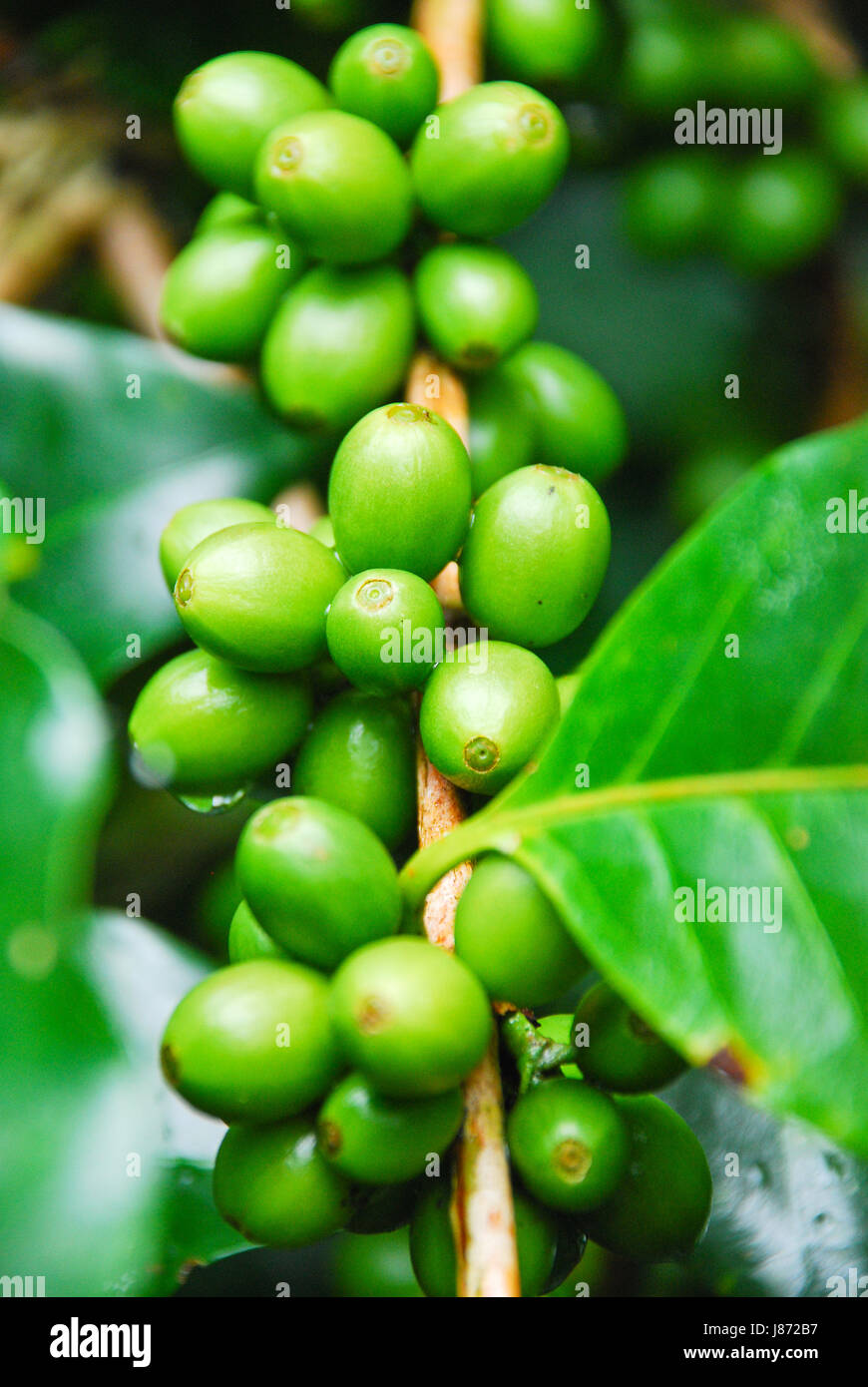 Ripen robusta hi-res stock photography and images - Alamy