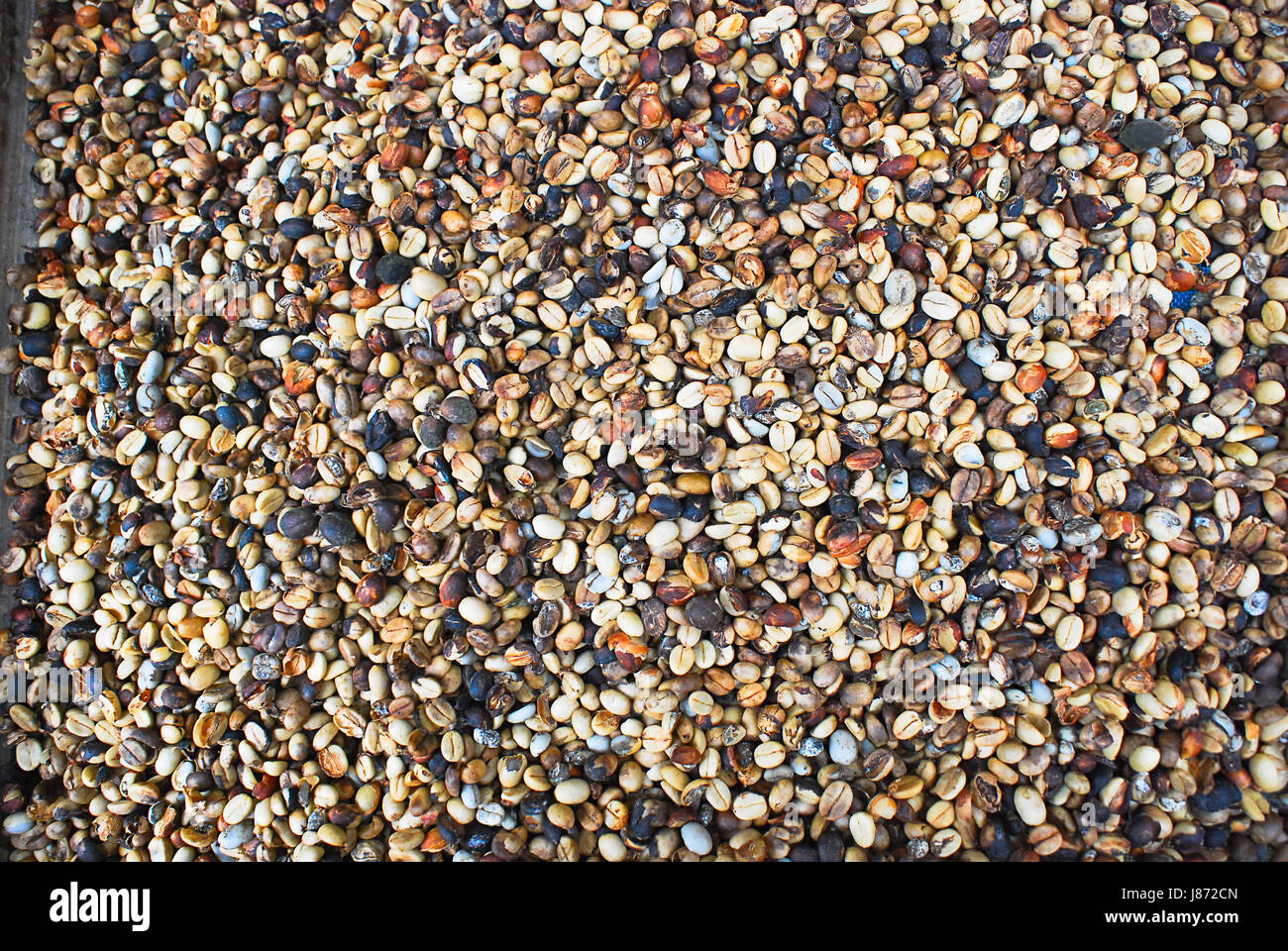 roasted coffee beans texture on blue grate Stock Photo - Alamy