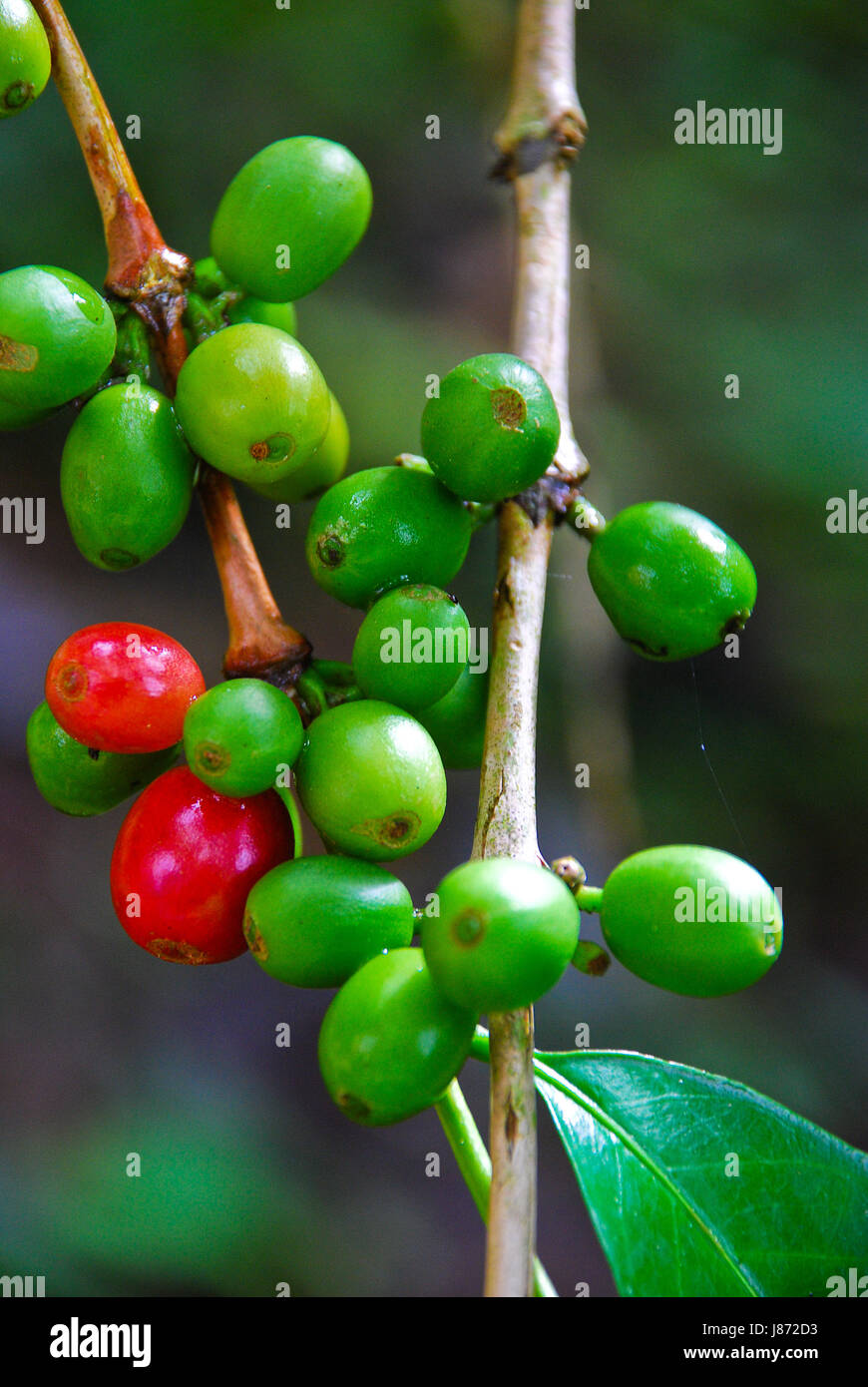 ripen coffee on stem Stock Photo - Alamy