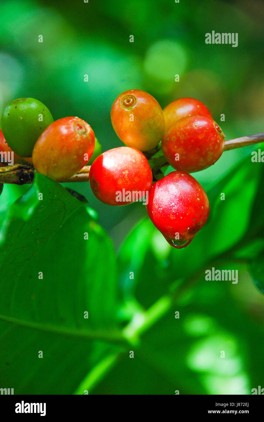ripen coffee on stem Stock Photo - Alamy
