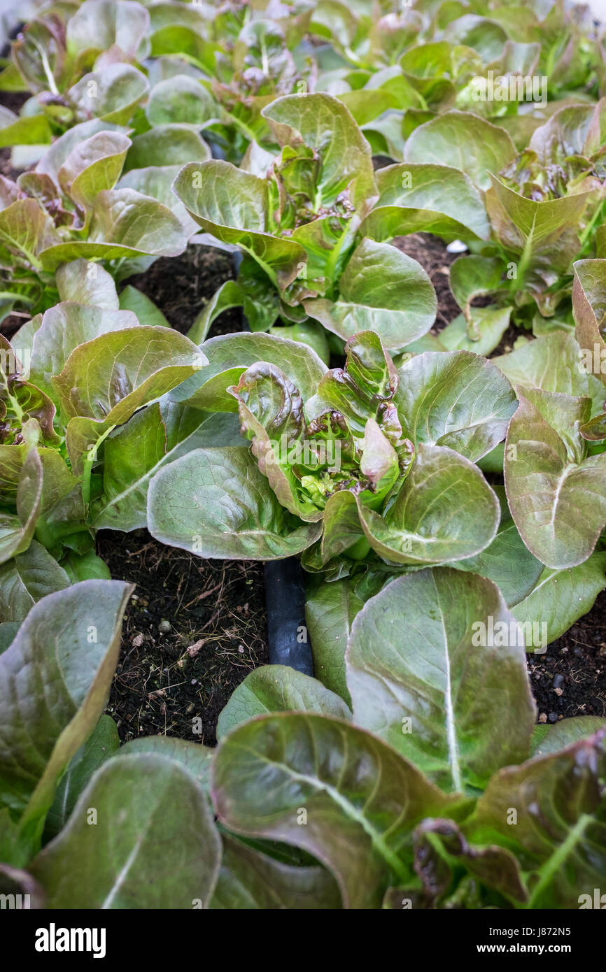 Fresh and Healthy Red cos lettuces from Farm ready for make Tasty Salad ...