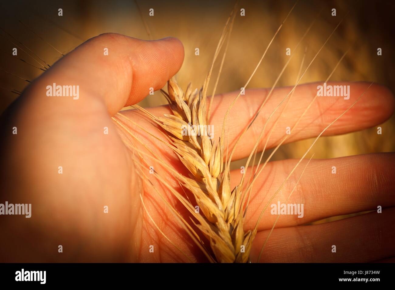 field, farm, corn, country, cereal, rural, meadow, peasant, grain ...