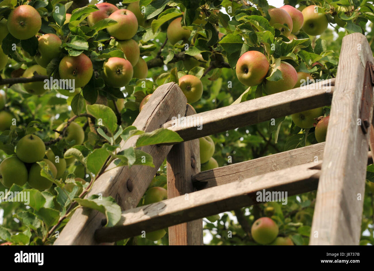 apple tree, apples, apple, orcharding, fruit-growing, ladder, wooden ...