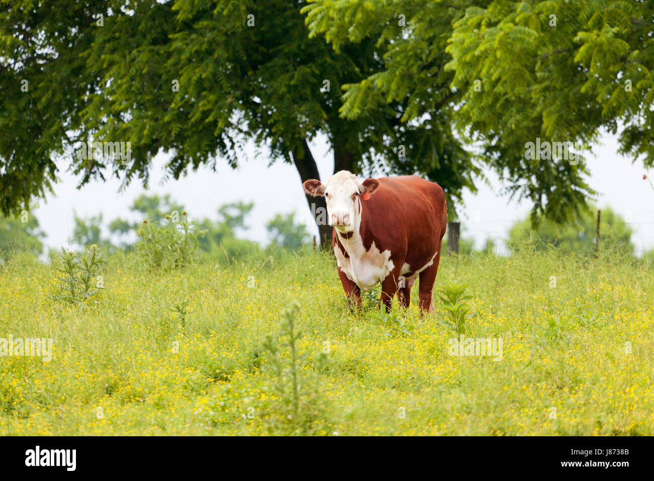 animals, agriculture, farming, cow, livestock, cattle, pasture, rural ...
