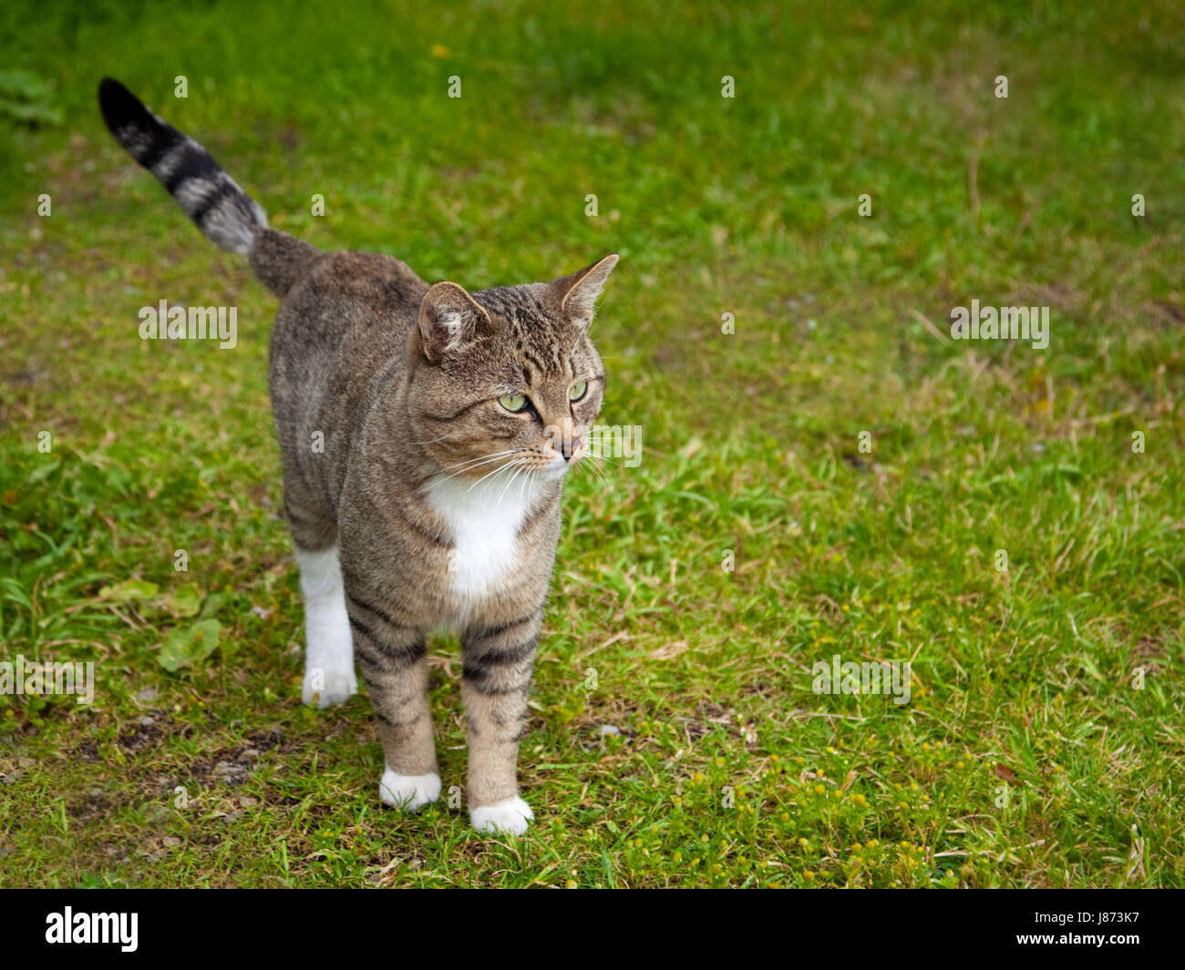 animal, pet, horizontal, standing, one, homey, domestic, feline, young ...