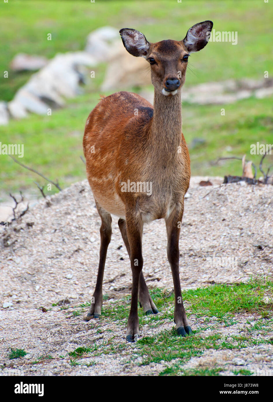 animal, tame, wildlife, deer, closeup, park, animal, mammal, asia, wild ...