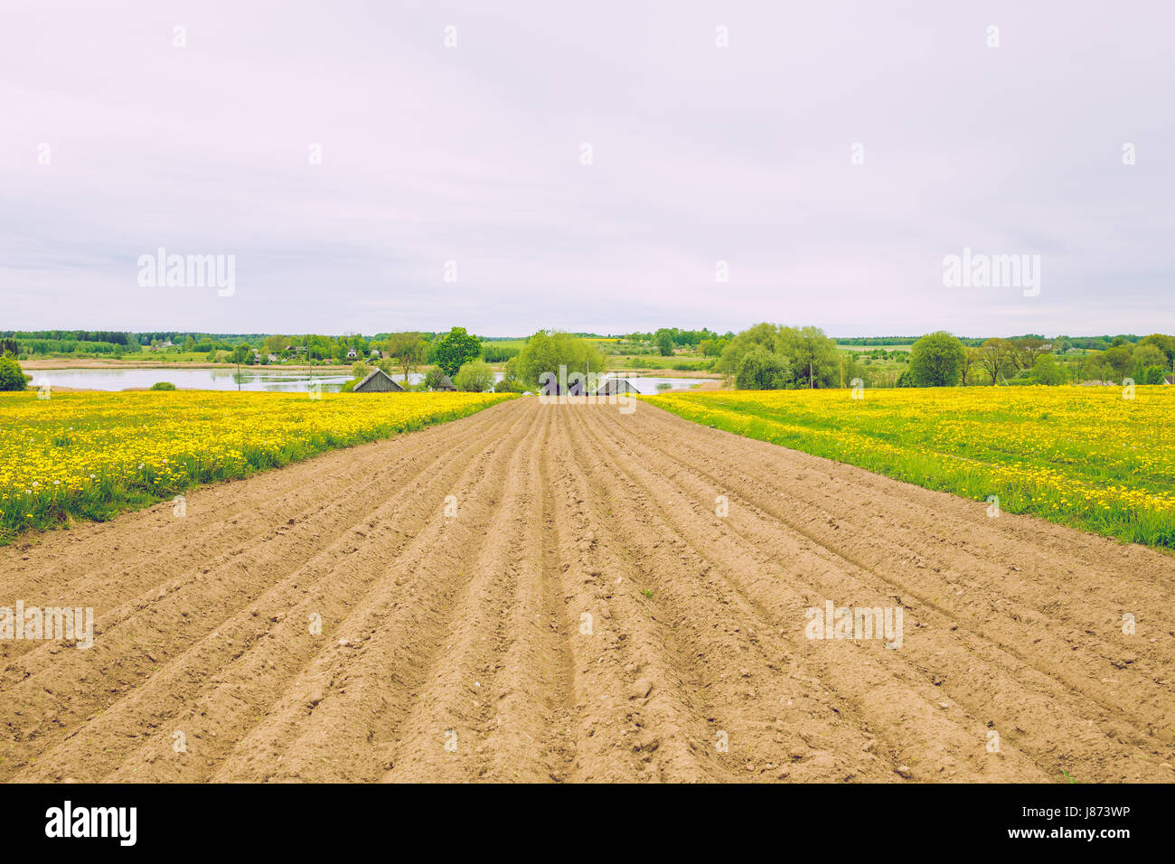 Yellow maedow with broken field and trees at Latvia. 2017 Stock Photo ...