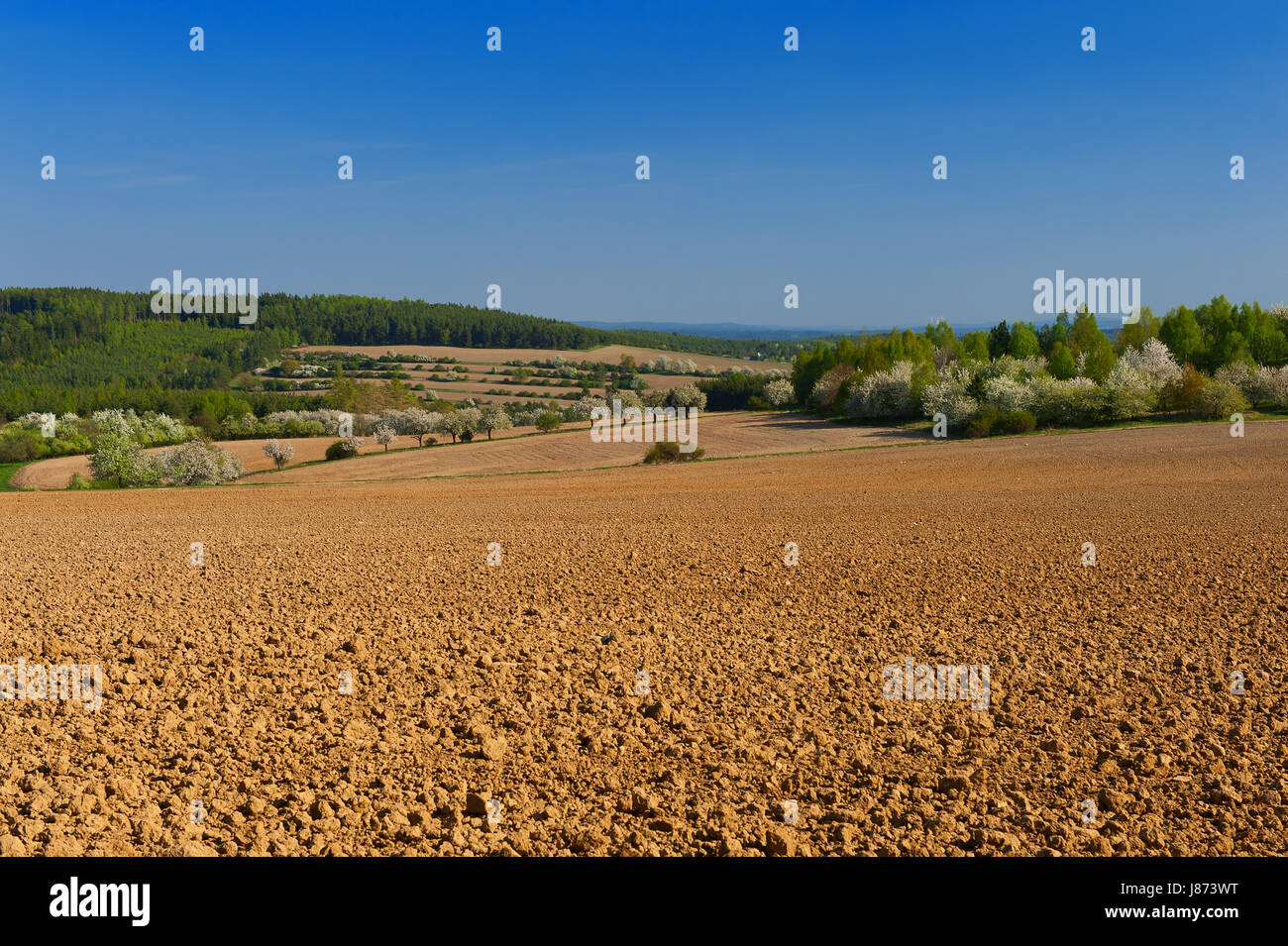 field, landscape, scenery, countryside, nature, tree, trees, hill ...