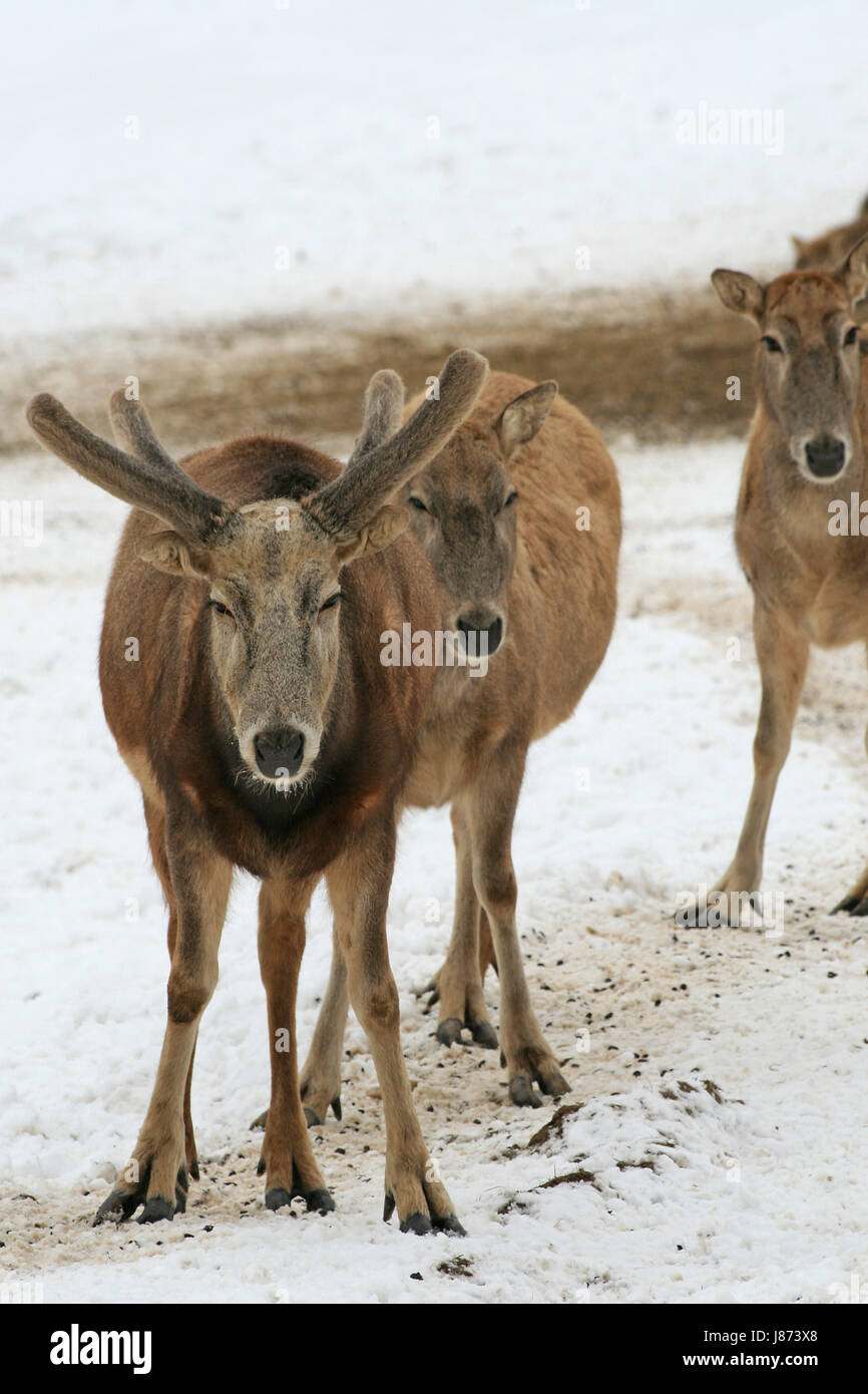 Hirsch tierfoto hi-res stock photography and images - Alamy