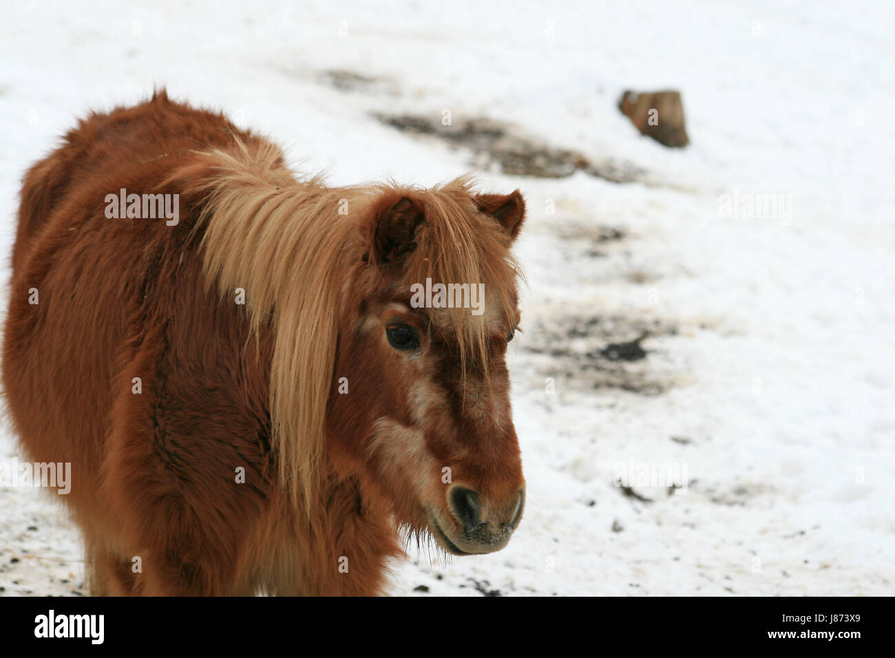 horse, winter, animal, snow, ride, horse, winter, animal, mammal, cold ...