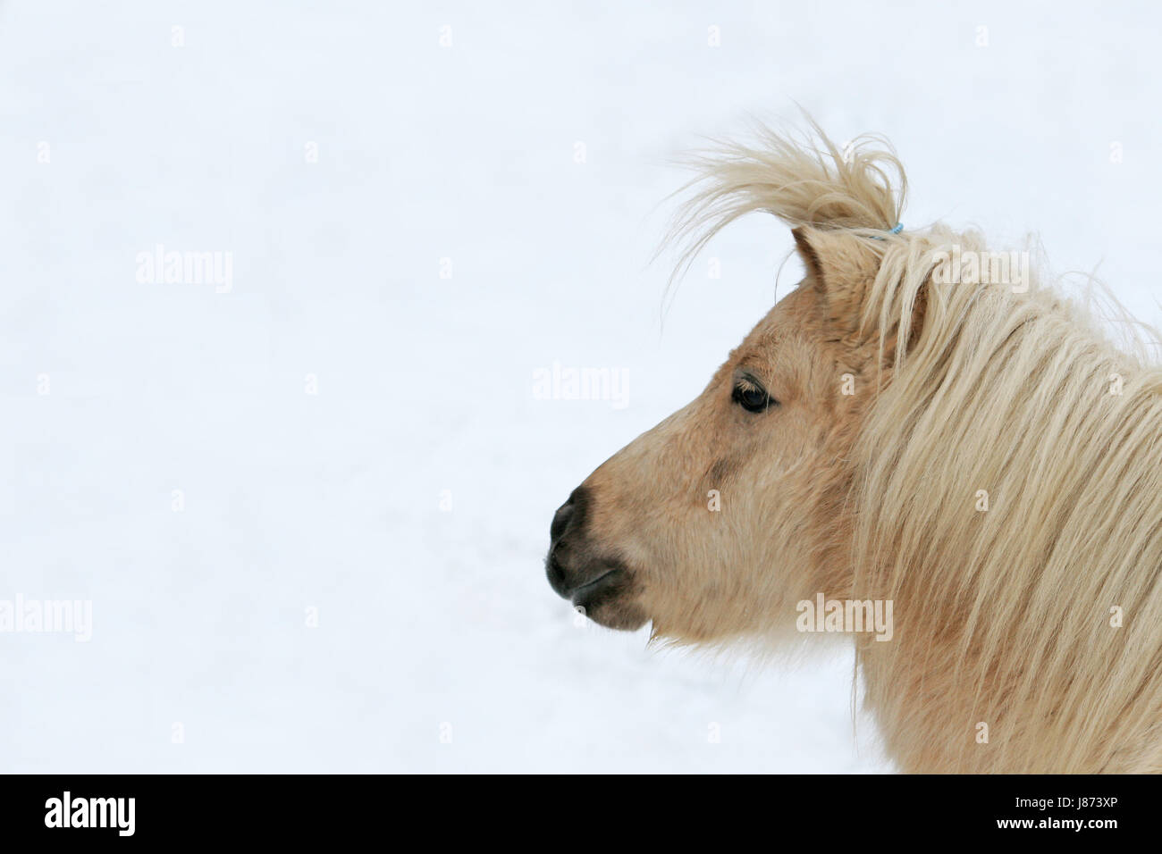 horse, winter, animal, snow, ride, horse, winter, animal, mammal, cold ...