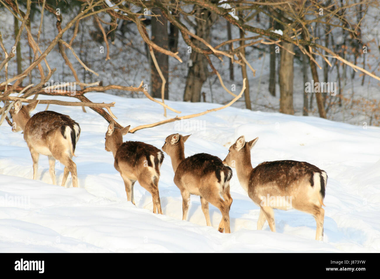 dammwild in winter Stock Photo - Alamy