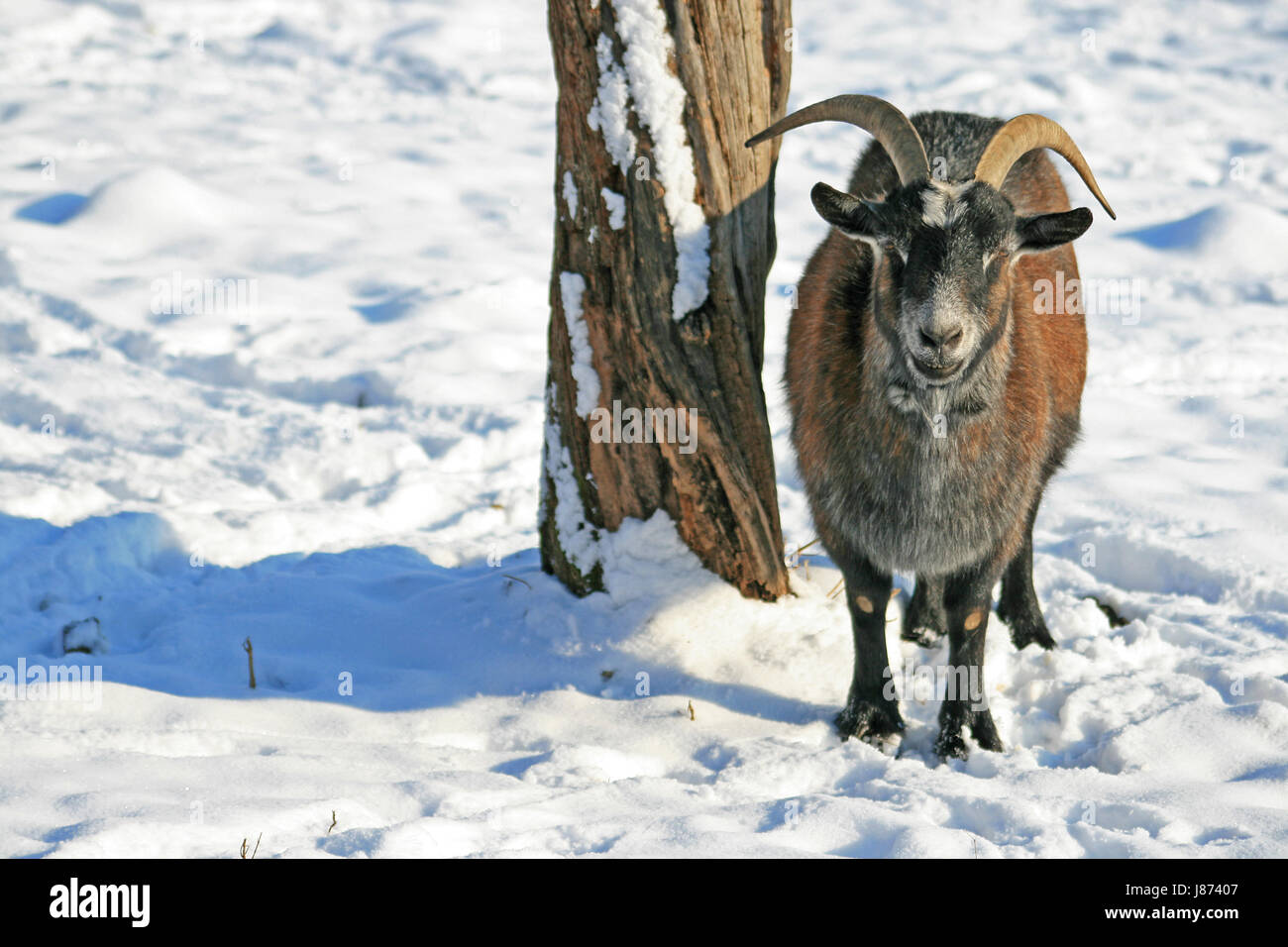 goat in winter Stock Photo - Alamy