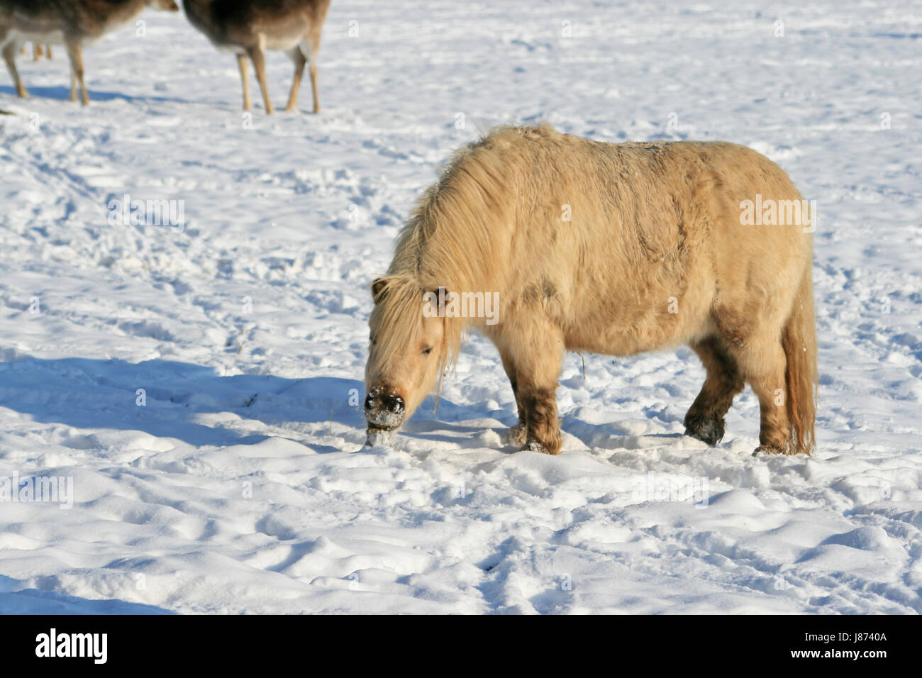 pony in winter Stock Photo - Alamy