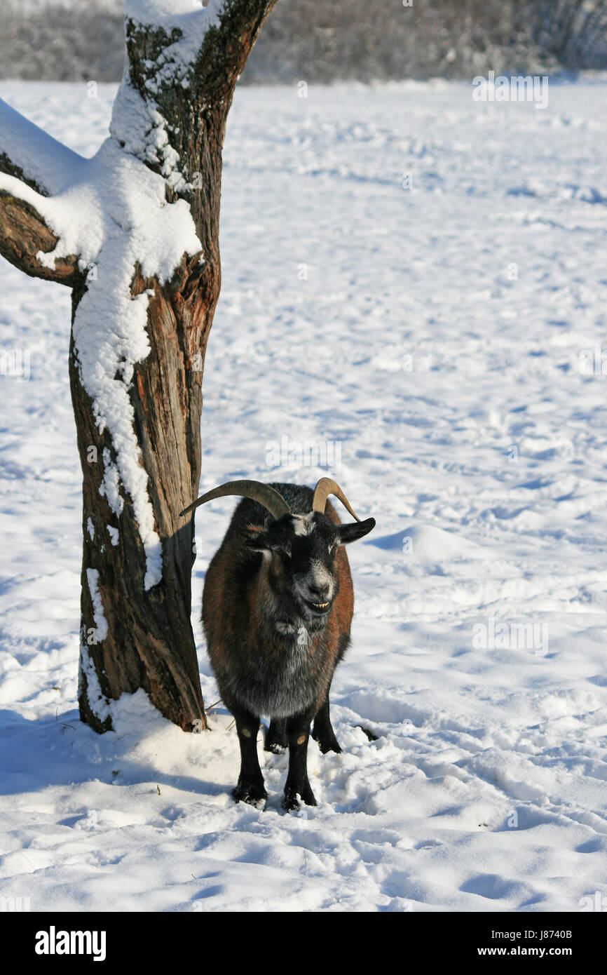 winter, animal, goat, he-goat, snow, weather, winter, animal, pet ...