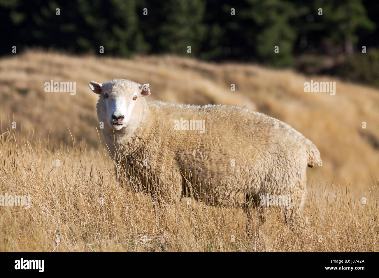 Treehouse restaurant new zealand hi-res stock photography and images ...