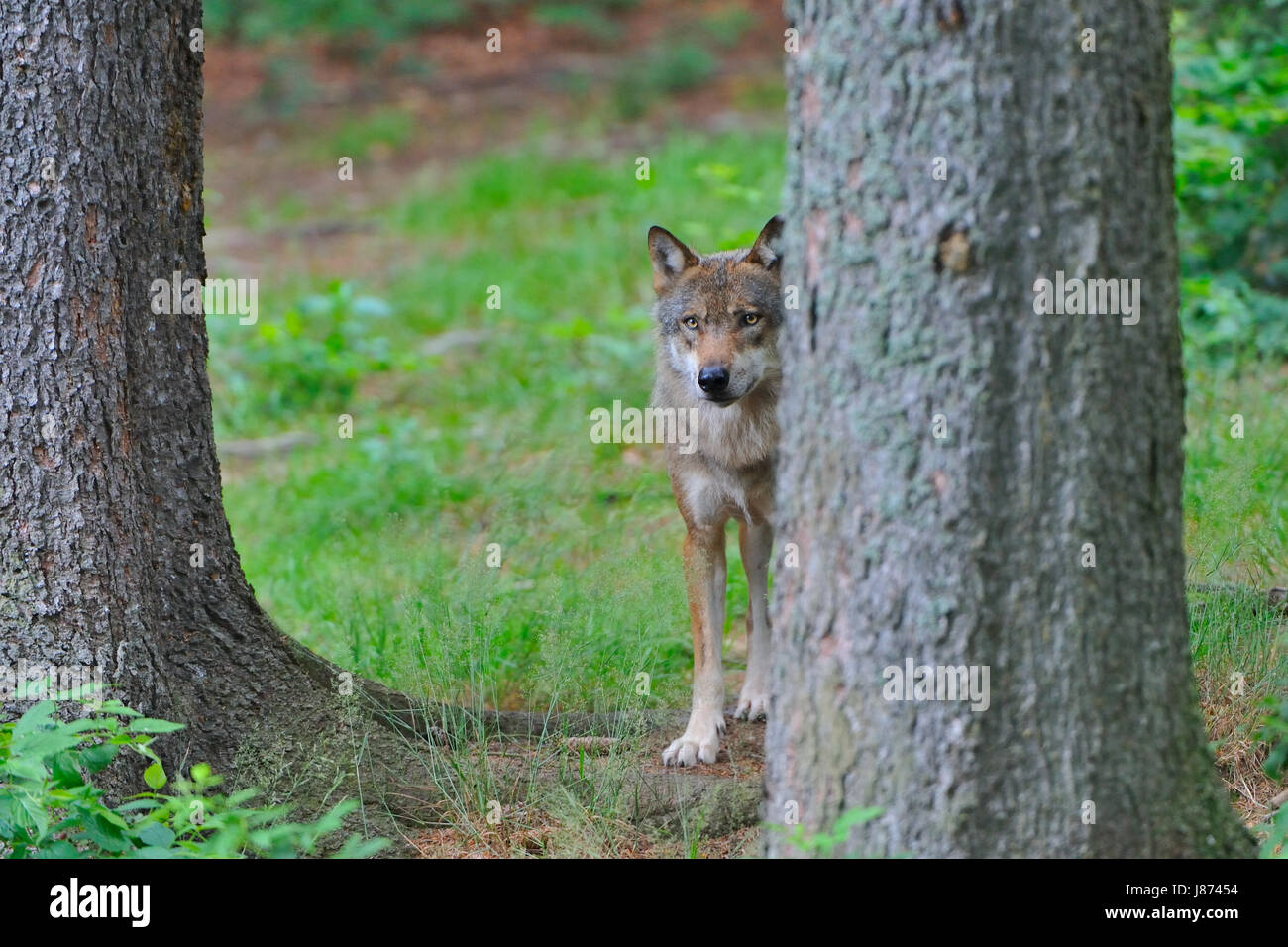 predator, wolf, watching, observe, watch, proud, pride, animal, mammal ...