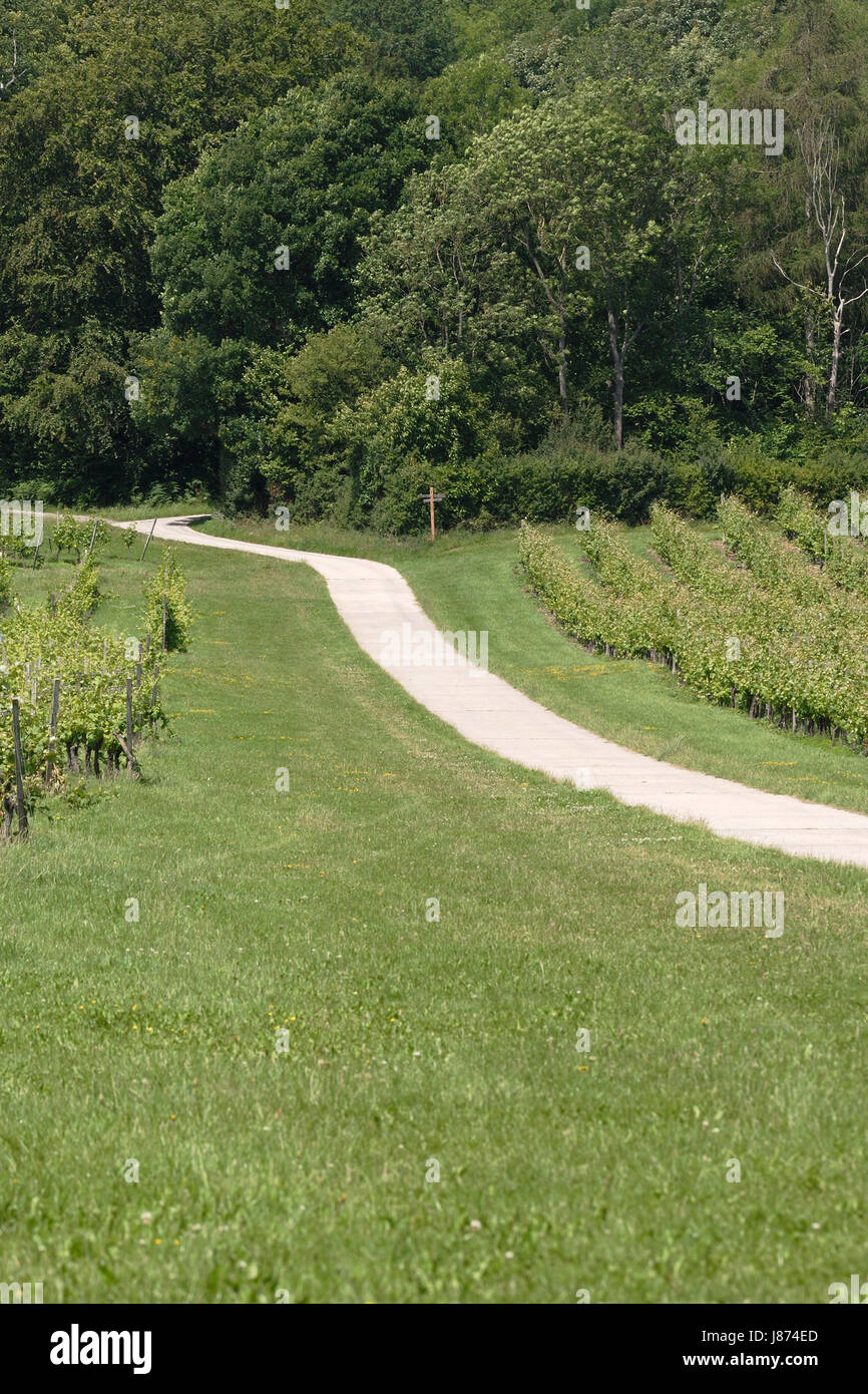agriculture, farming, vineyard, england, viticulture, wineyard ...