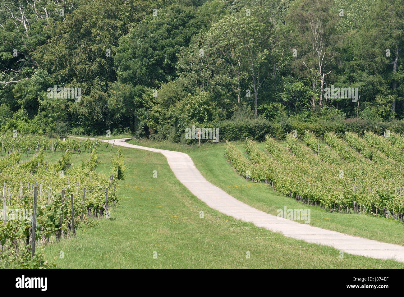 agriculture, farming, vineyard, england, viticulture, wineyard ...