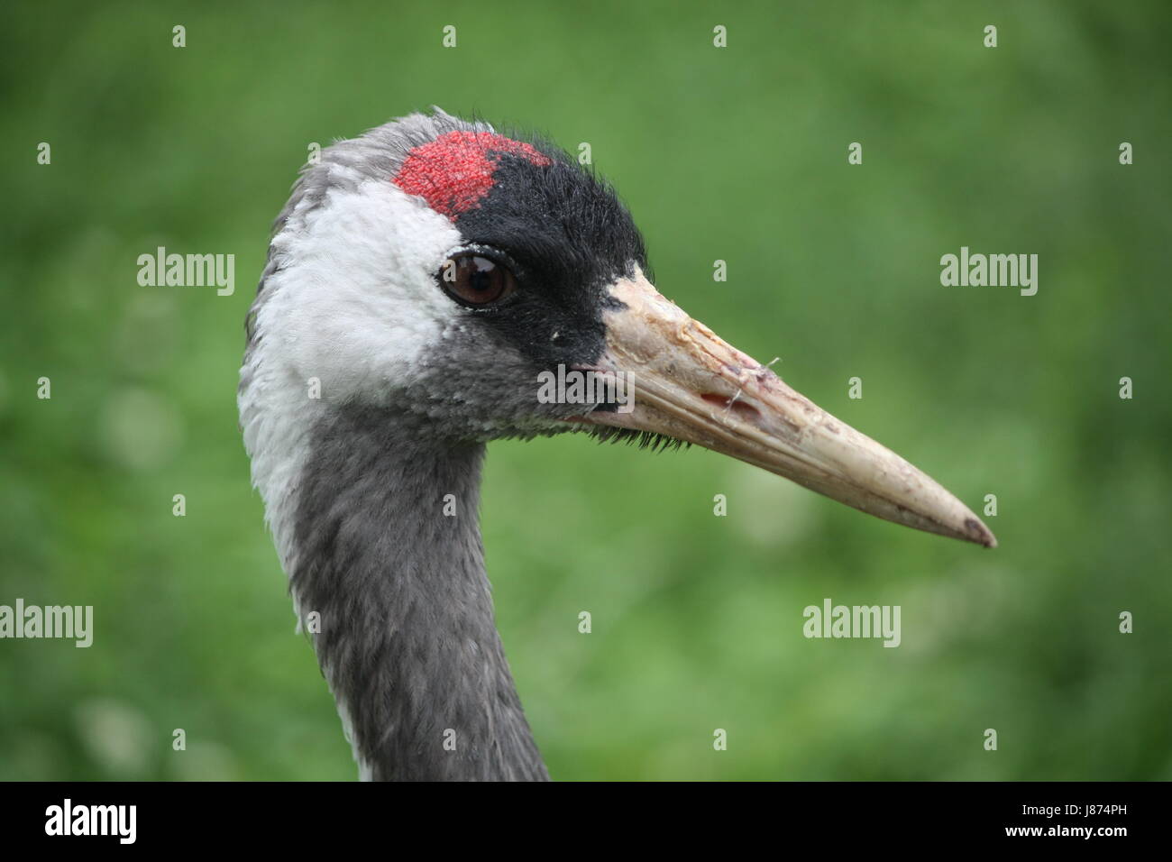 Mating signal hi-res stock photography and images - Alamy