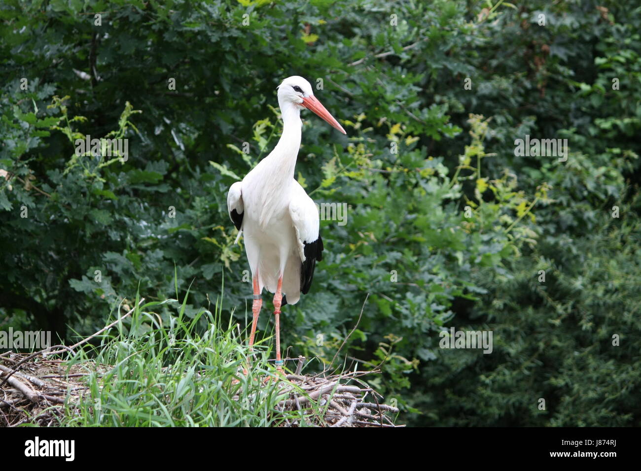 Mating signal hi-res stock photography and images - Alamy