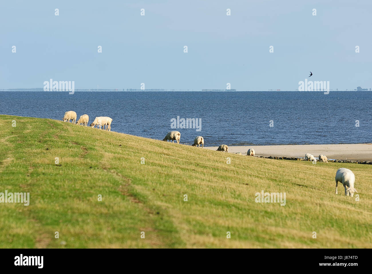 sheep, sheep (pl.), beach, seaside, the beach, seashore, water, north ...