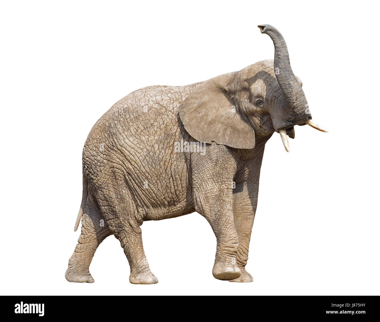 single, big, large, enormous, extreme, powerful, imposing, immense ...