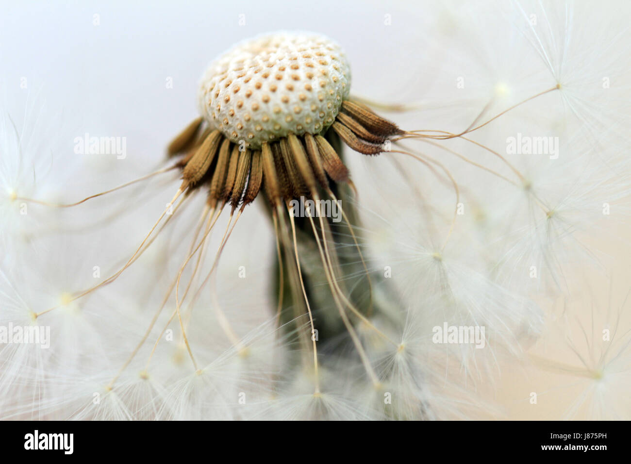 Transience die hi-res stock photography and images - Alamy