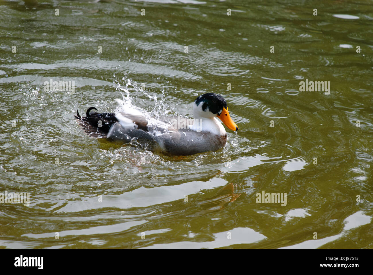 bird, beak, duck, water, drop, drip, drops, seeping, sopping, drips ...