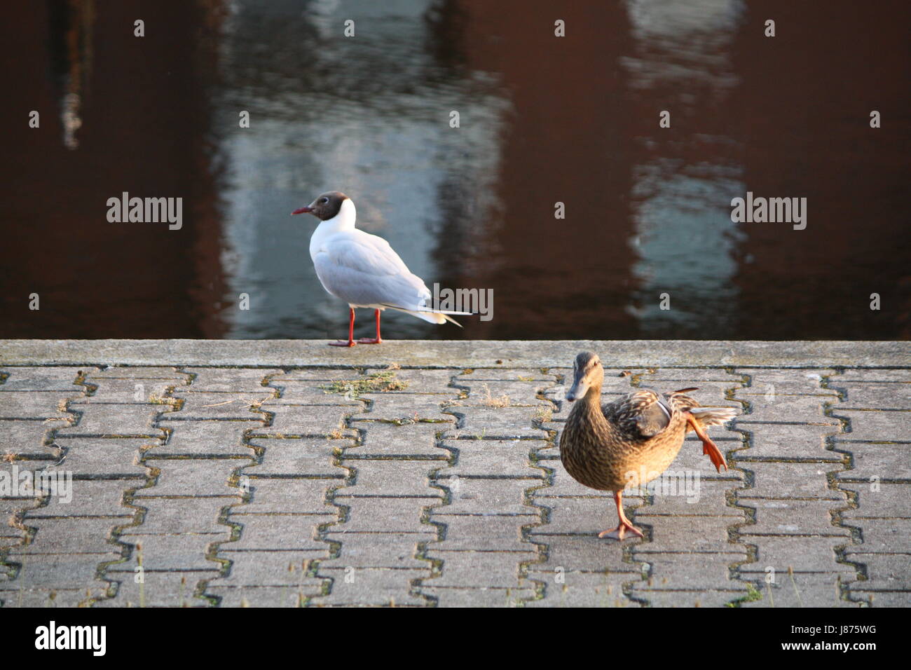 animals, feathers, beak, duck, funny, mallard, ballet, beaks, bird ...