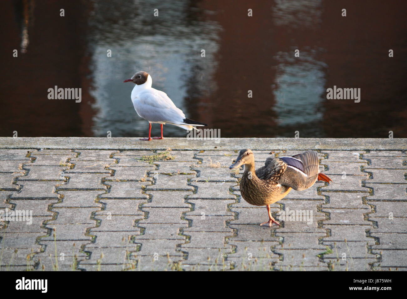 animals, feathers, beak, duck, funny, mallard, ballet, beaks, bird ...