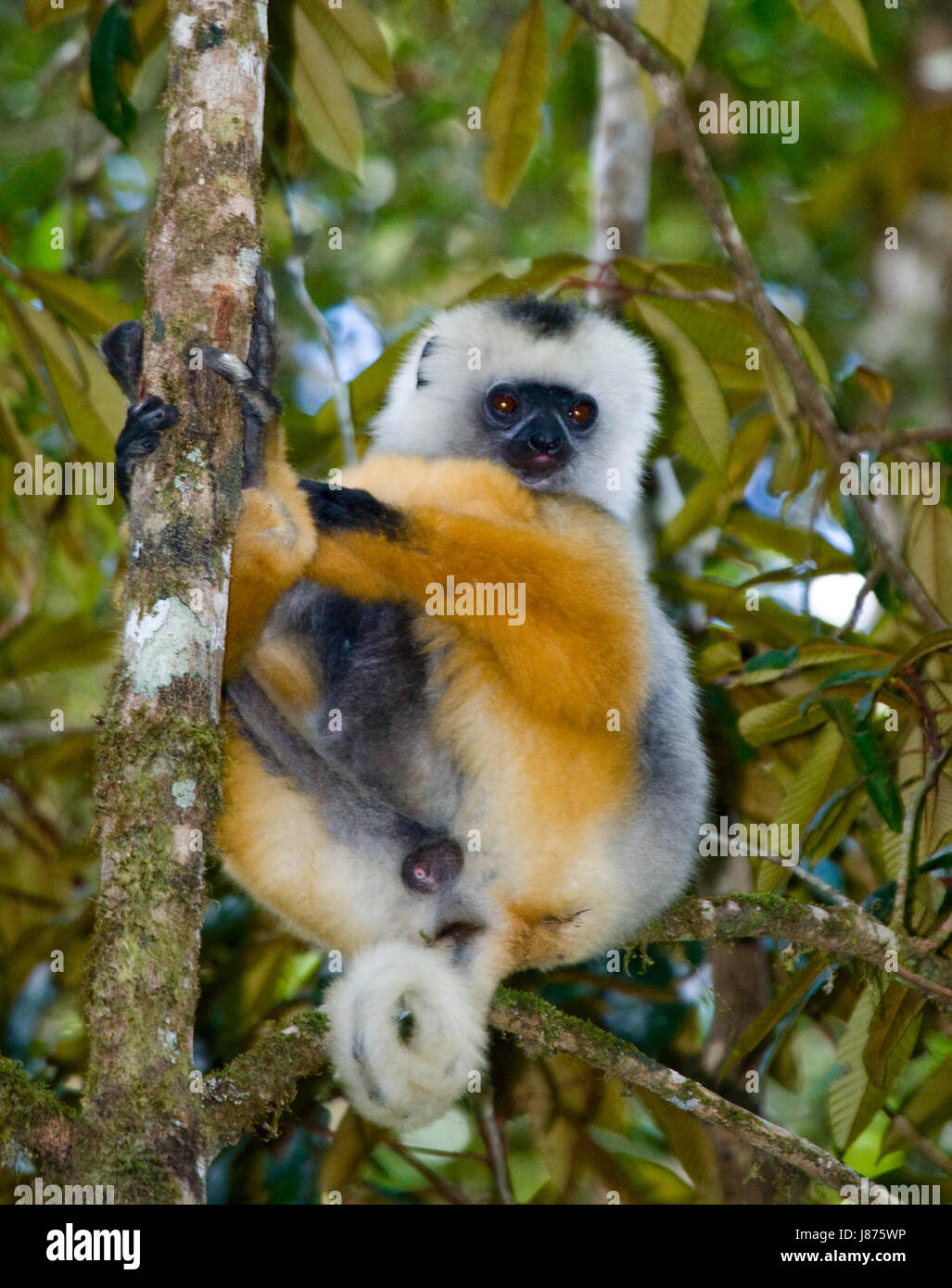 The diademed sifaka sitting on a branch. Madagascar. Mantadia National ...